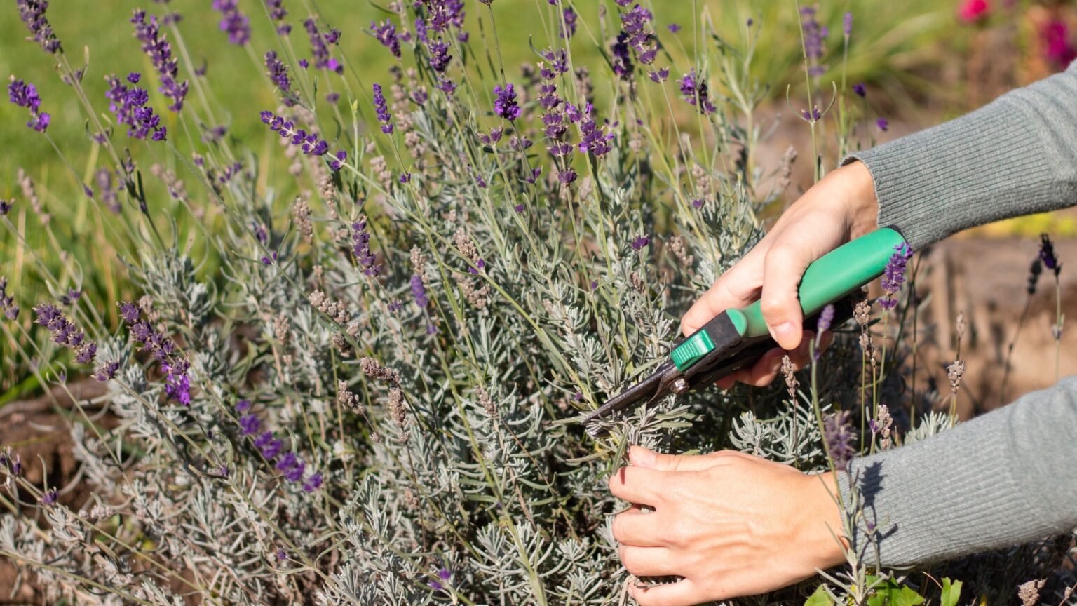 How and When to Prune Lavender For Beautiful Blooms