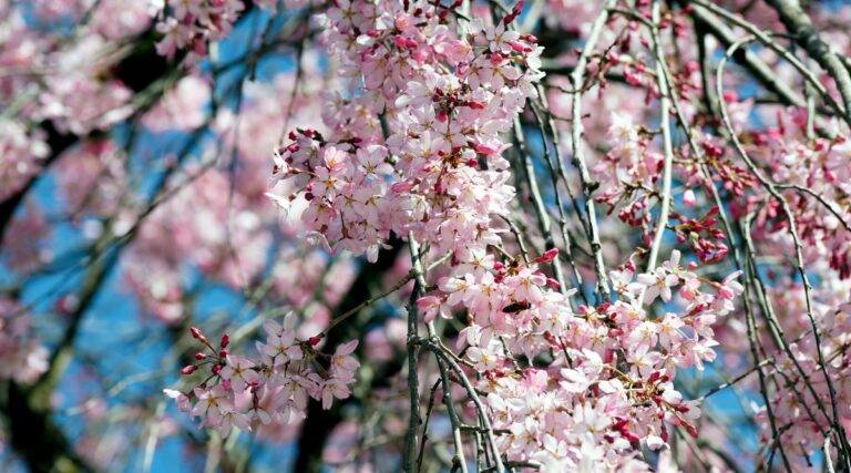 How to Plant, Grow and Care For Weeping Cherry Trees