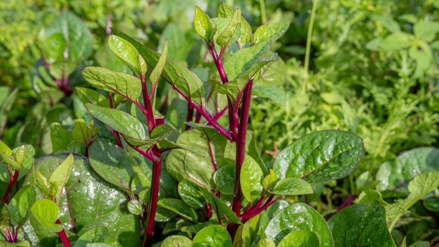 40 Types of Spinach For Your Garden
