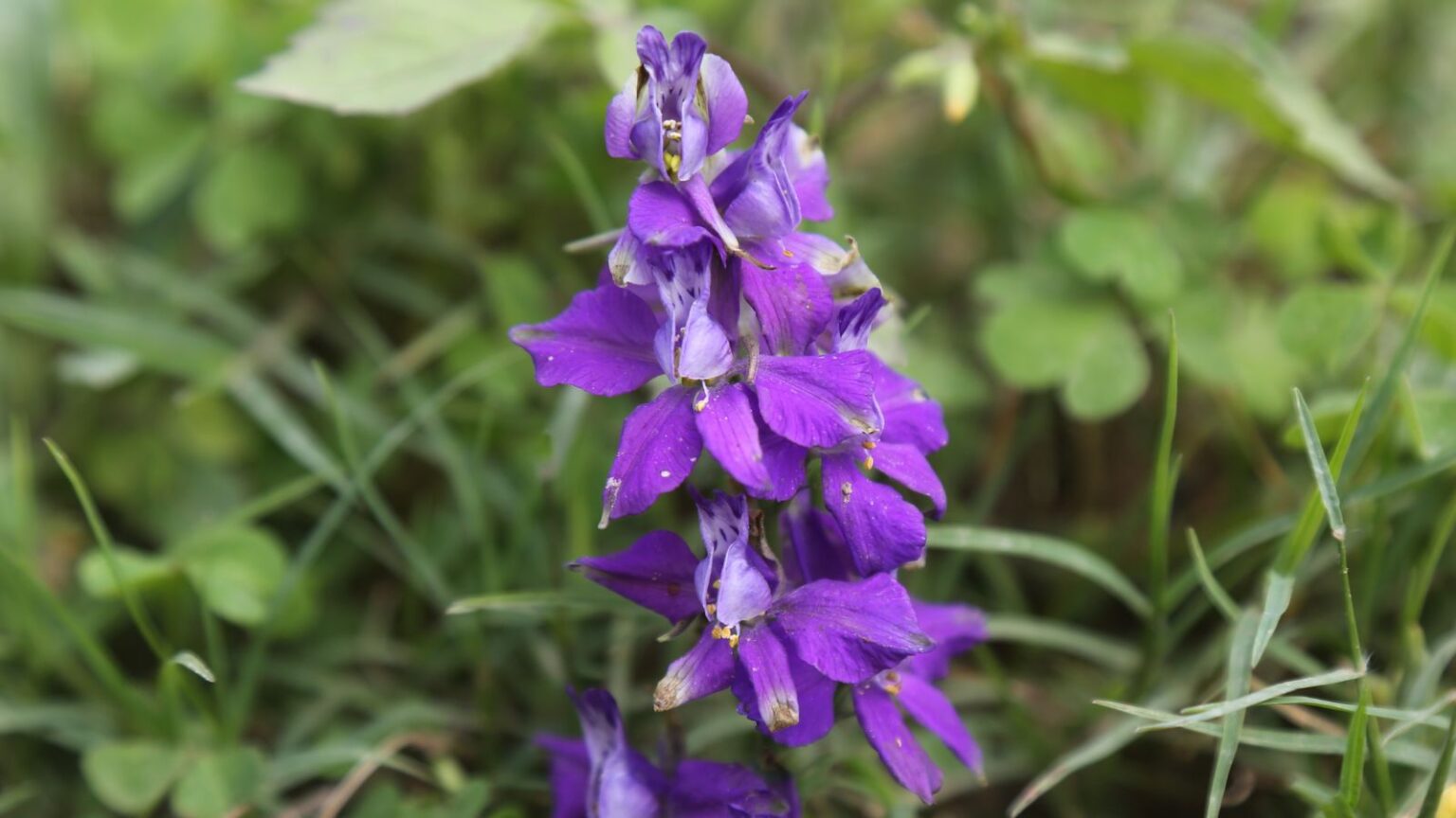 How to Plant, Grow, and Care for Skullcap Plant