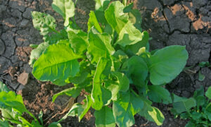 40 Different Types of Spinach For Your Garden - Epic Gardening
