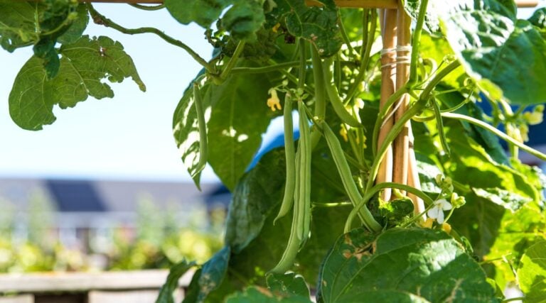 44 Types Of Beans: Top Varieties To Grow At Home