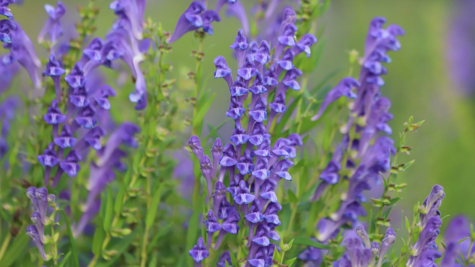 How to Plant, Grow, and Care for Skullcap Plant