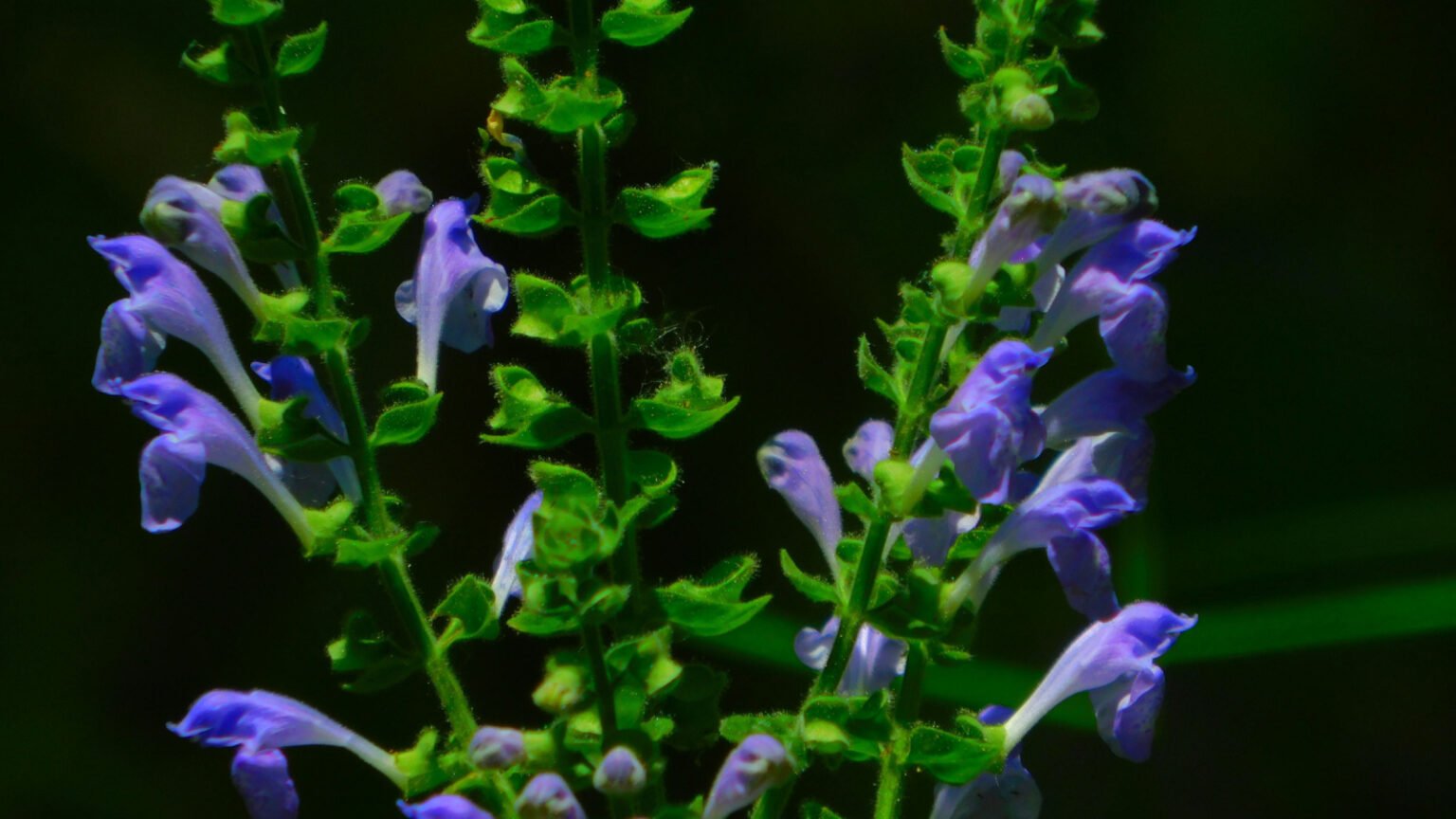 How to Plant, Grow, and Care for Skullcap Plant