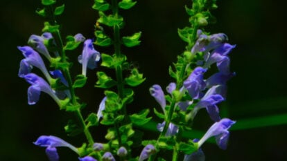 How to Plant, Grow, and Care for Skullcap Plant
