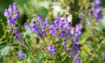 Skullcap Plant: Growing Scutellaria Species Plants - Epic Gardening