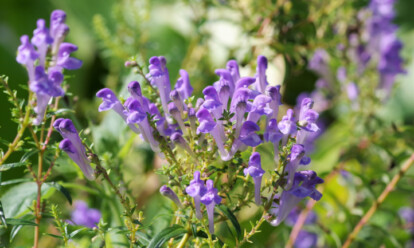 Skullcap Plant: Growing Scutellaria Species Plants - Epic Gardening