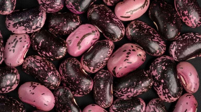 44 Types Of Beans: Top Varieties To Grow At Home