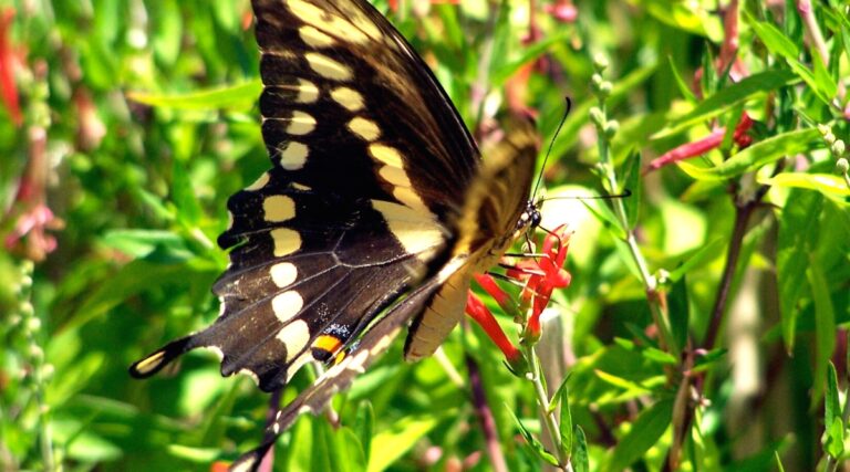 Hummingbird Bush: How To Grow Flame Acanthus