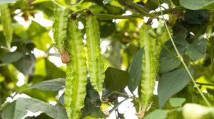 44 Types Of Beans: Top Varieties To Grow At Home