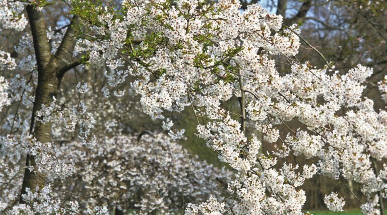 How to Plant, Grow and Care For Weeping Cherry Trees