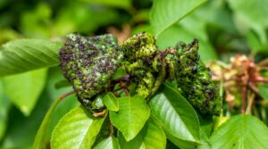 How to Plant, Grow and Care For Weeping Cherry Trees