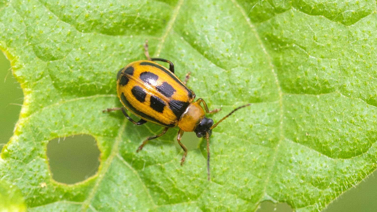 7 Common Bean Pests to Look For This Season