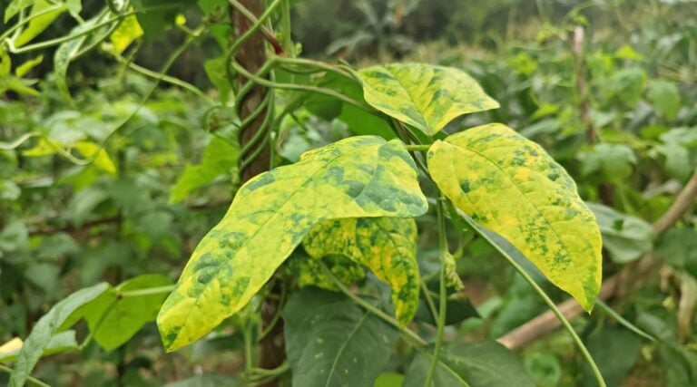 Bean Leaf Beetle Problems? Here's How To Handle Them