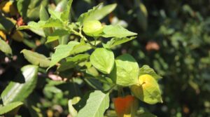 Ground Cherry Plant: How To Grow Cape Gooseberries