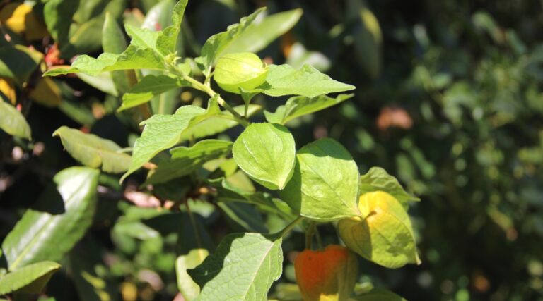 Ground Cherry Plant: How To Grow Cape Gooseberries