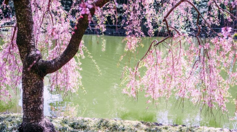 How to Plant, Grow and Care For Weeping Cherry Trees