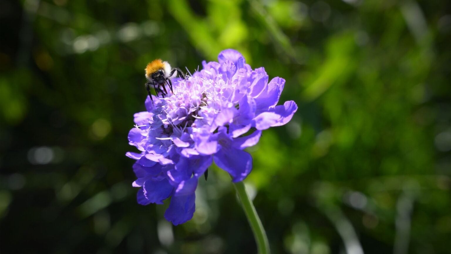 How to Plant, Grow, and Care for Scabiosa