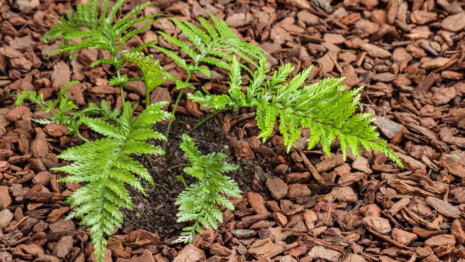 21 Indoor Ferns to Grow as Houseplants
