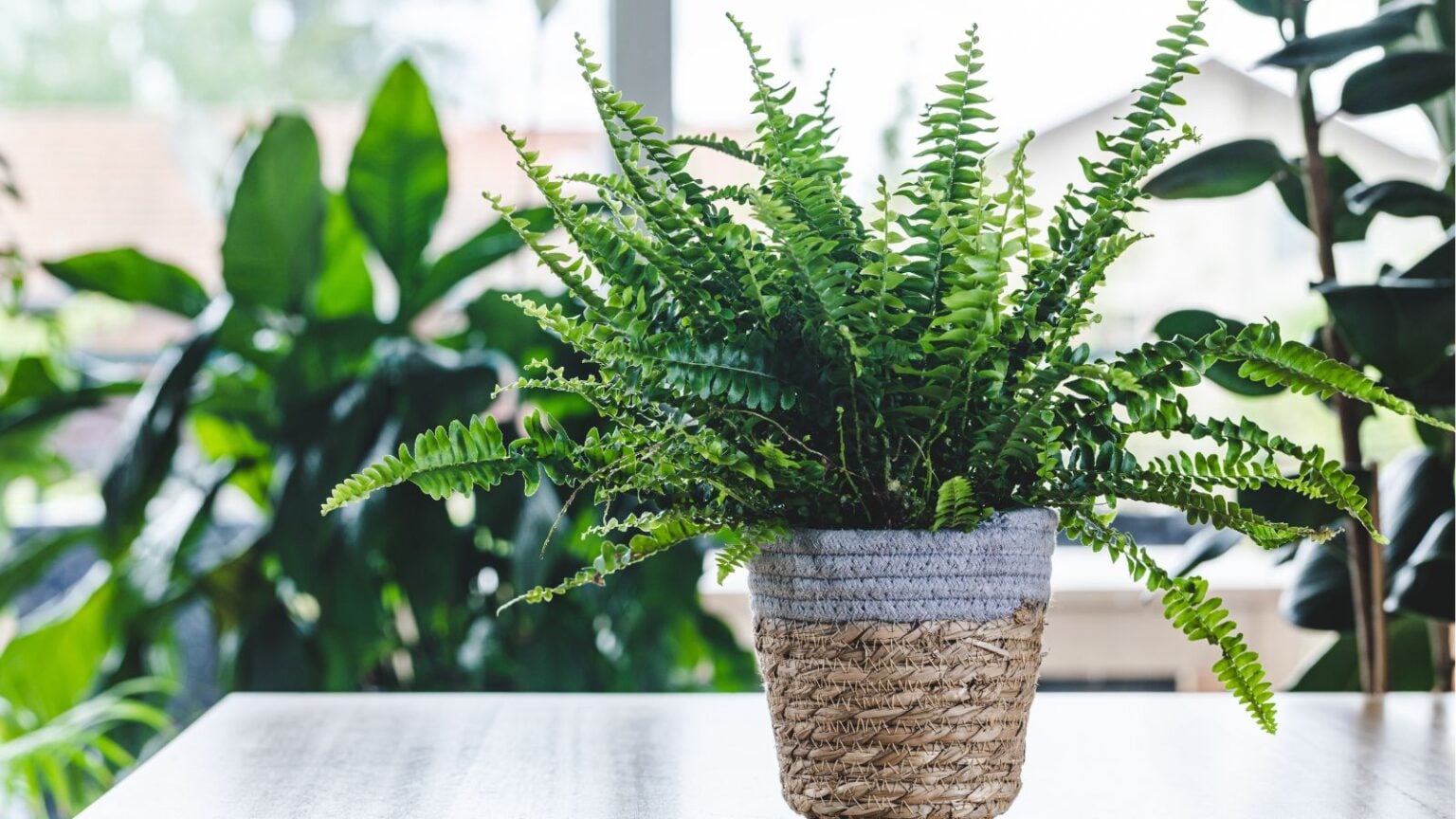 21 Indoor Ferns to Grow as Houseplants