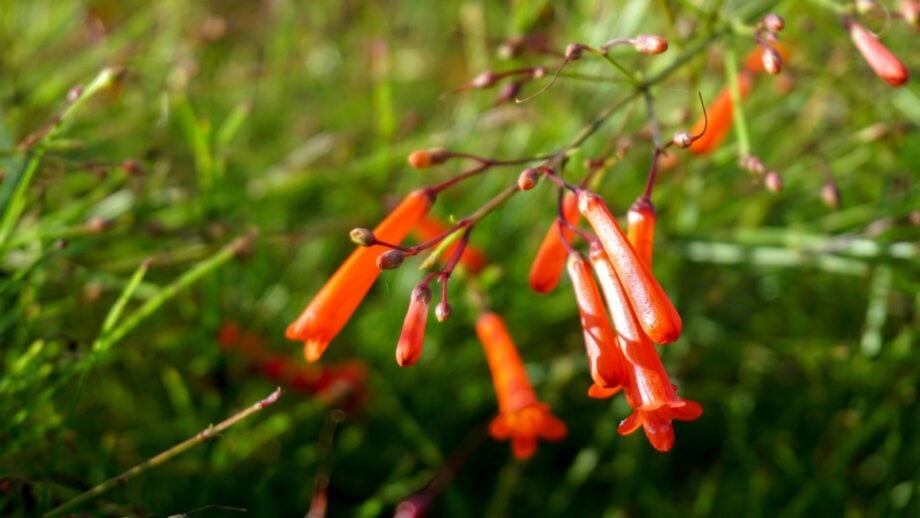 How to Plant, Grow, and Care for Pineleaf Penstemon