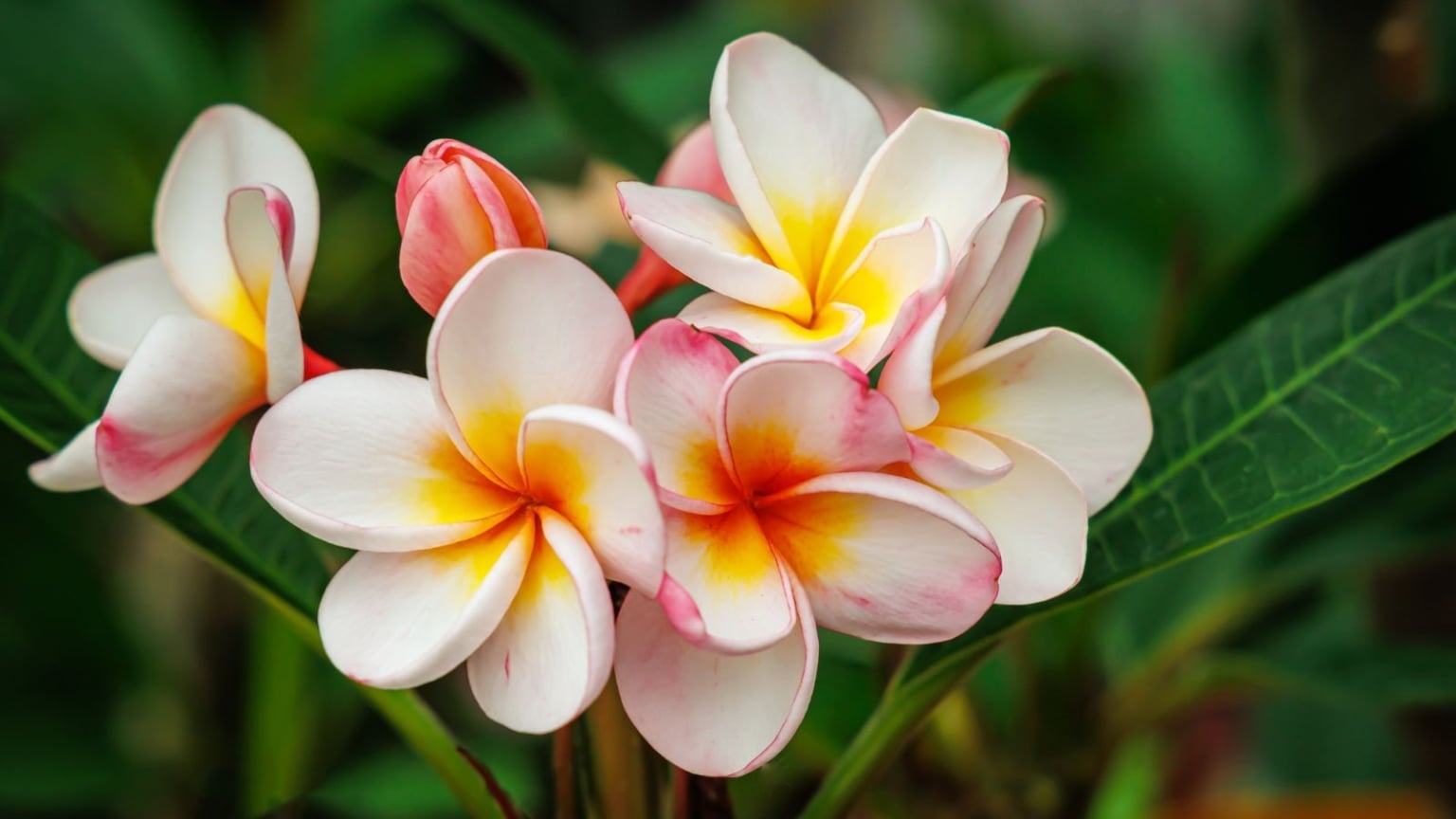 How to Plant, Grow and Care For Plumeria
