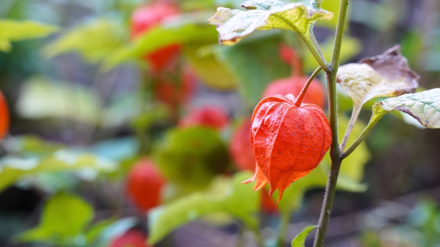 How to Plant, Grow and Care for Ground Cherry