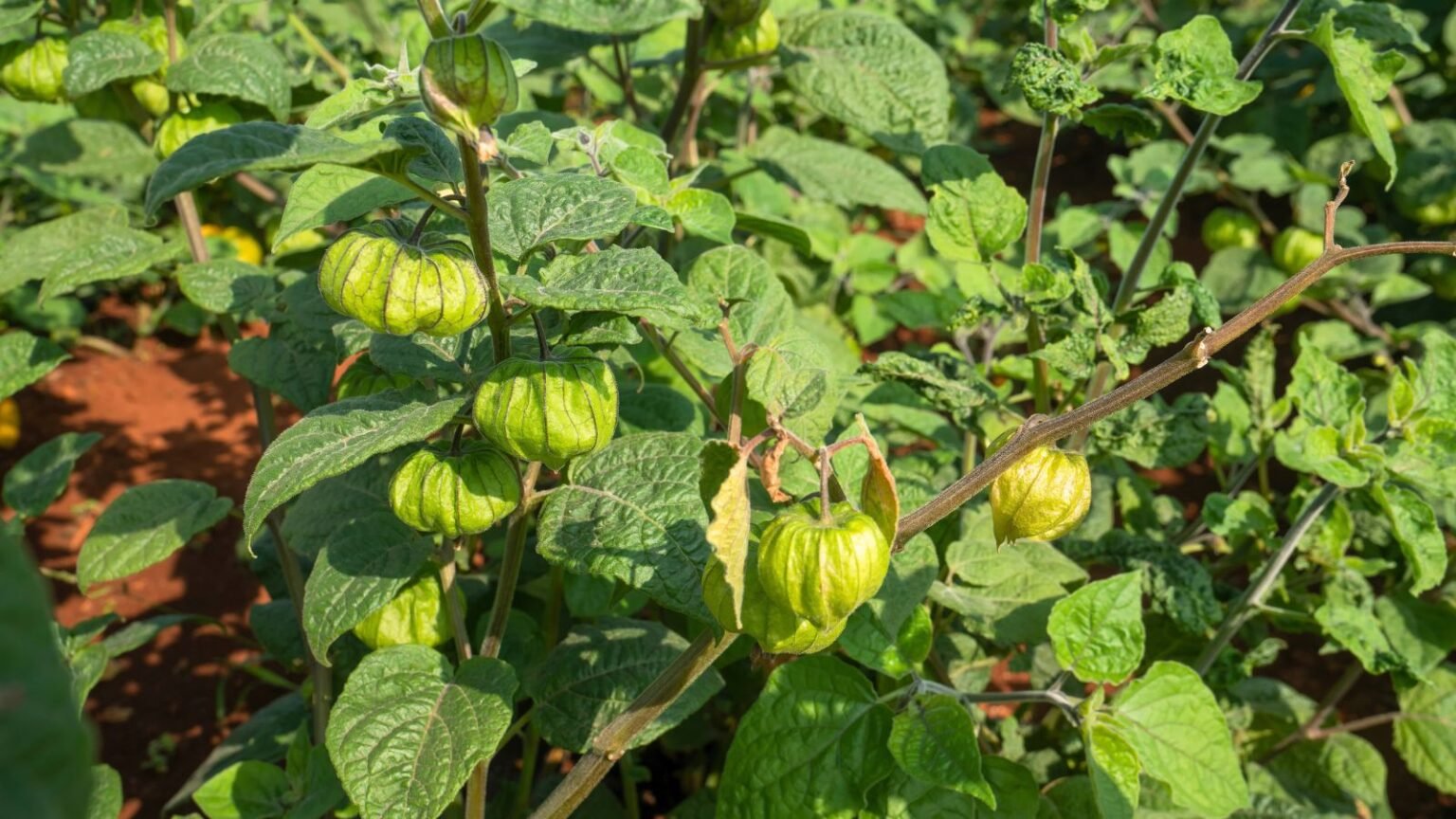 How to Plant, Grow and Care for Ground Cherry