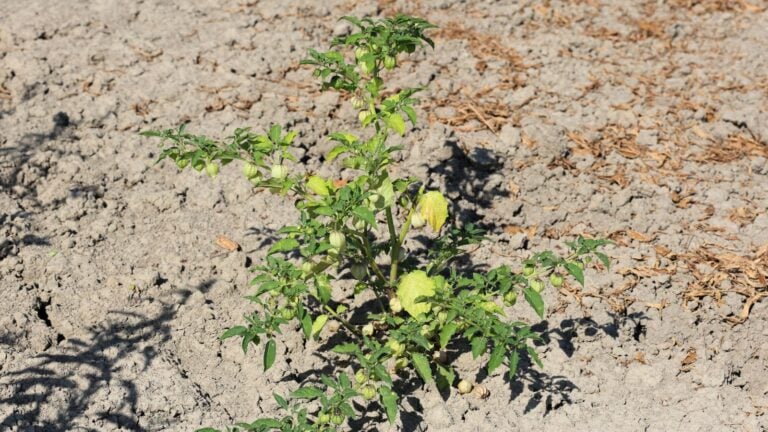 How to Plant, Grow and Care for Ground Cherry