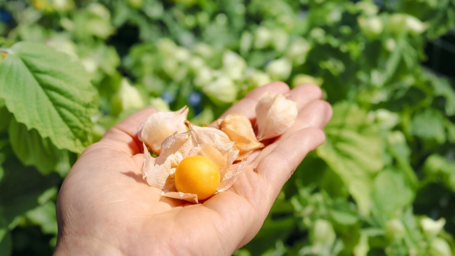 How to Plant, Grow and Care for Ground Cherry