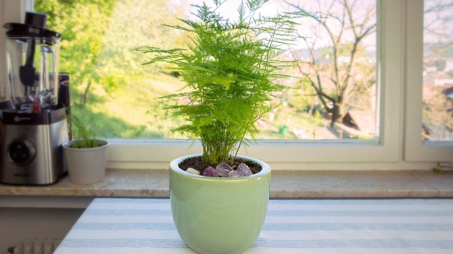 21 Indoor Ferns to Grow as Houseplants
