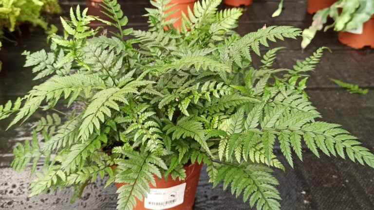 21 Indoor Ferns to Grow as Houseplants