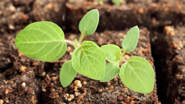 How to Plant, Grow and Care for Ground Cherry