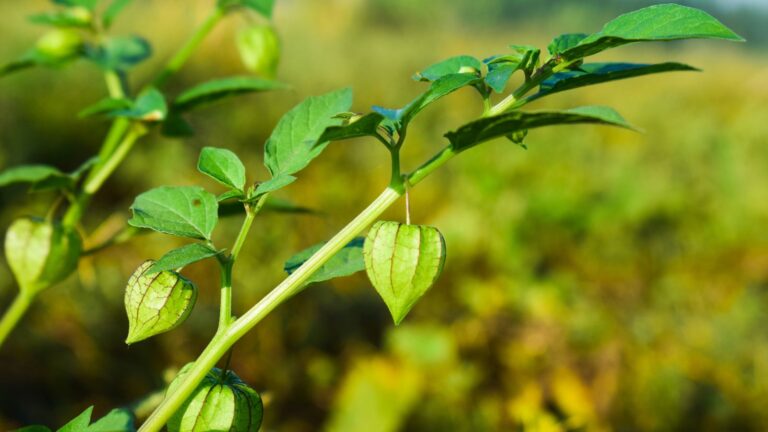How to Plant, Grow and Care for Ground Cherry