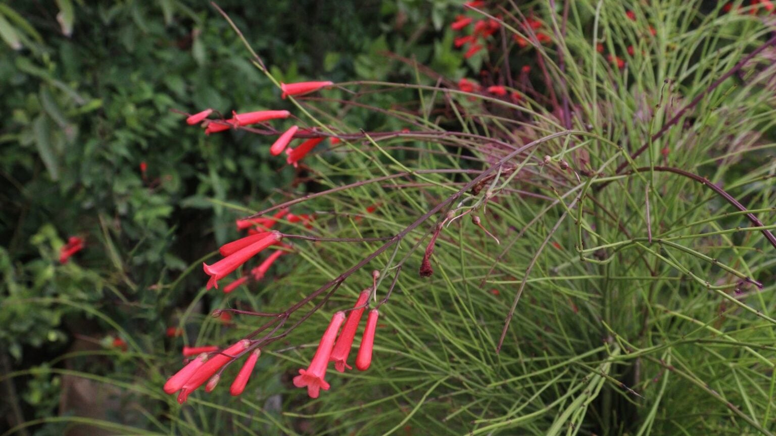 How to Plant, Grow, and Care for Pineleaf Penstemon