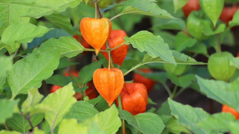 How to Plant, Grow and Care for Ground Cherry
