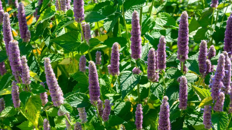 How to Plant, Grow, and Care for Anise Hyssop