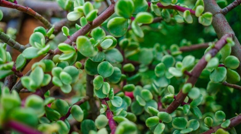 How to Plant, Grow and Care For Elephant Bush