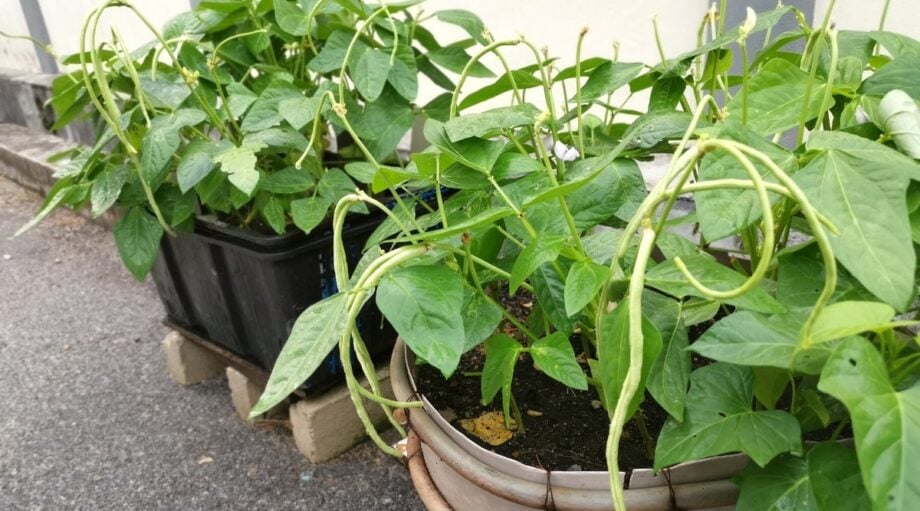 16 Vegetables That Are Easily Grown in Pots or Containers