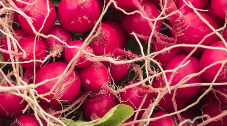 40 Different Types of Radishes to Grow This Season