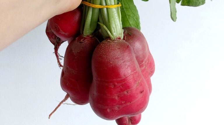40 Different Types of Radishes to Grow This Season