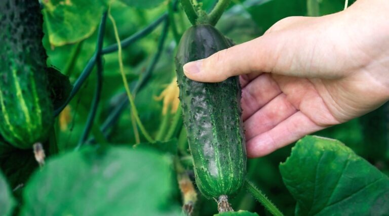 How And When To Fertilize Your Vegetable Garden