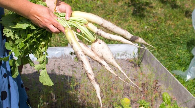 40 Different Types of Radishes to Grow This Season