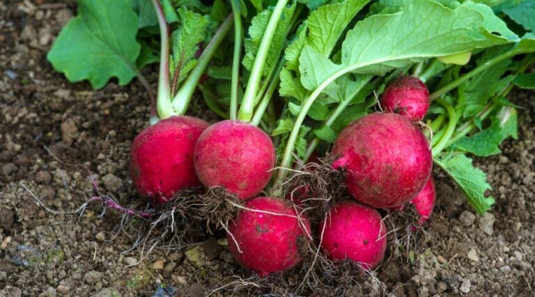 40 Different Types of Radishes to Grow This Season
