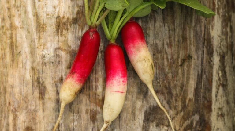 40 Different Types of Radishes to Grow This Season