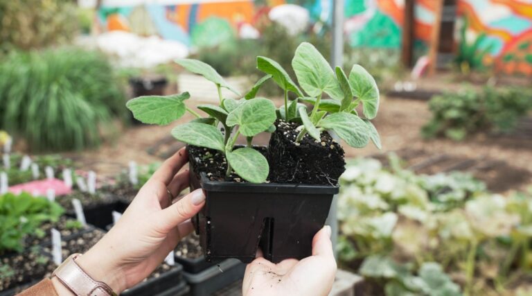 How to Bottom Water Seedlings in 5 Easy Steps