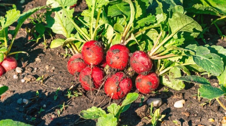 40 Different Types of Radishes to Grow This Season