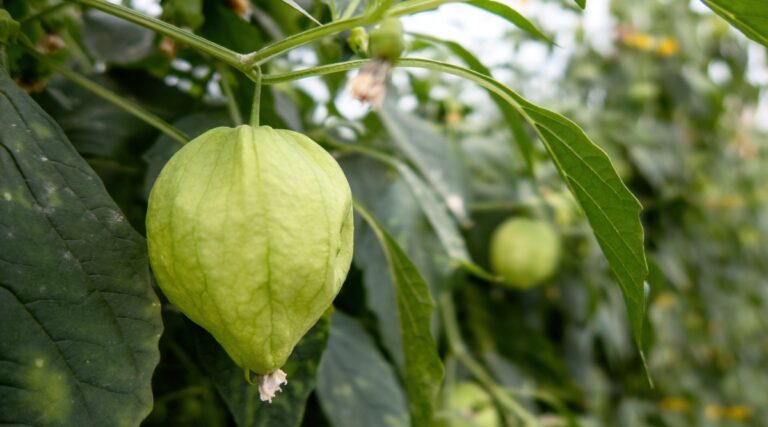 How Much Sunlight Do Tomatillo Plants Need?