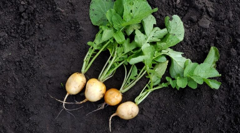 40 Different Types of Radishes to Grow This Season