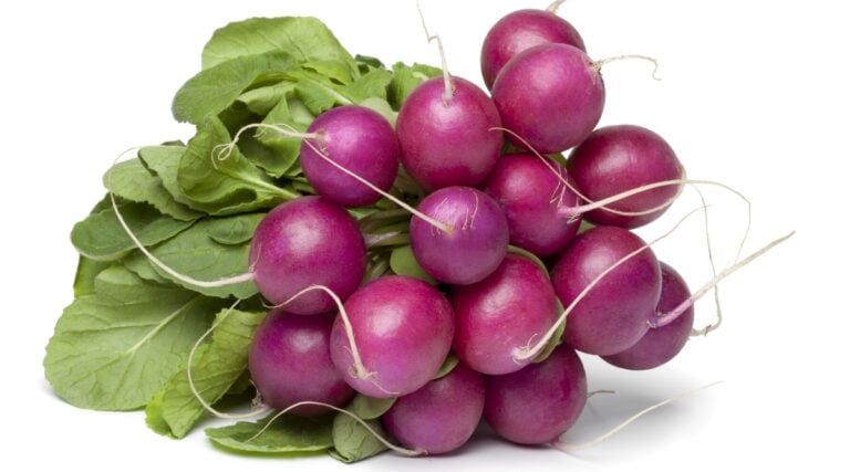 40 Different Types of Radishes to Grow This Season